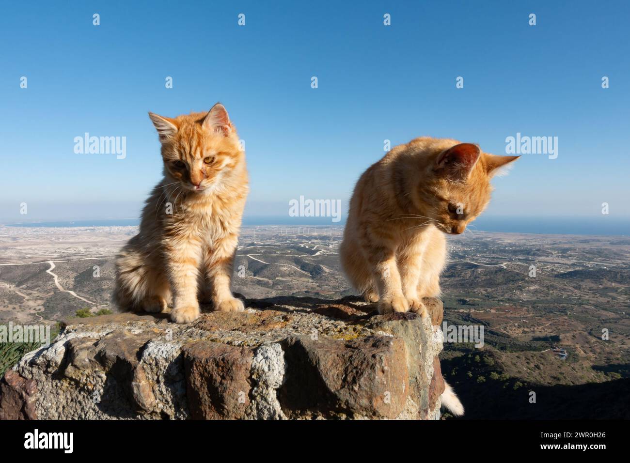 Feral, wild Cat kittens at Stavrovouni Monastery,with a view of Larnaca ...