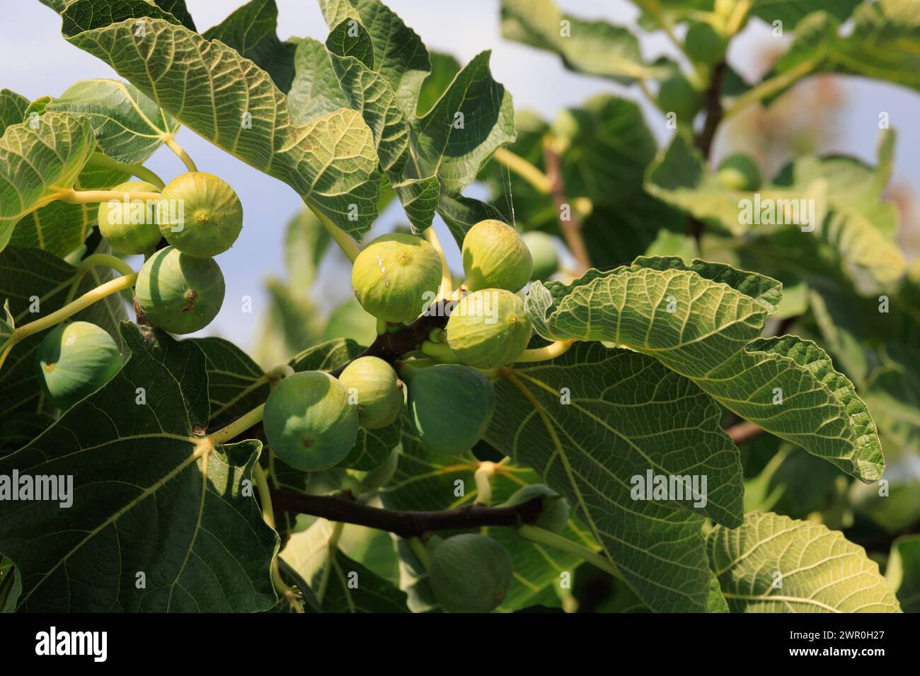 Ficus carica fig tree fruit hi-res stock photography and images - Alamy