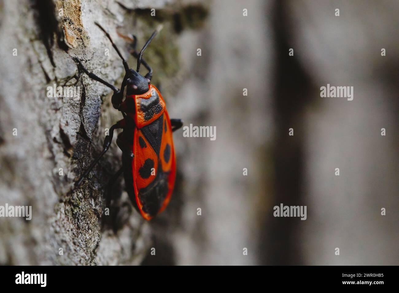 Beetle plants hi-res stock photography and images - Alamy
