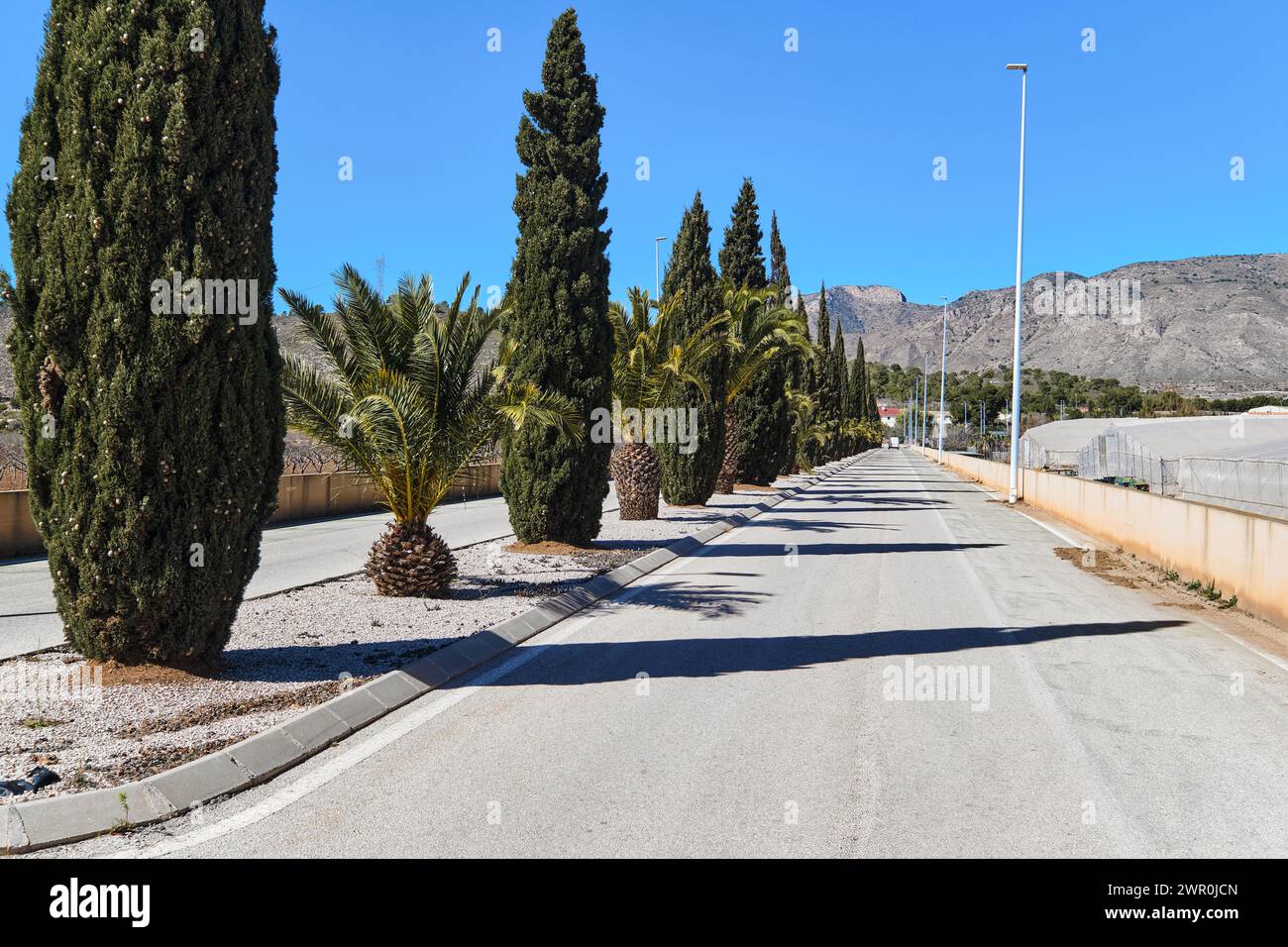 Palm tree and Cypress trees lined road against rocky mountain view ...