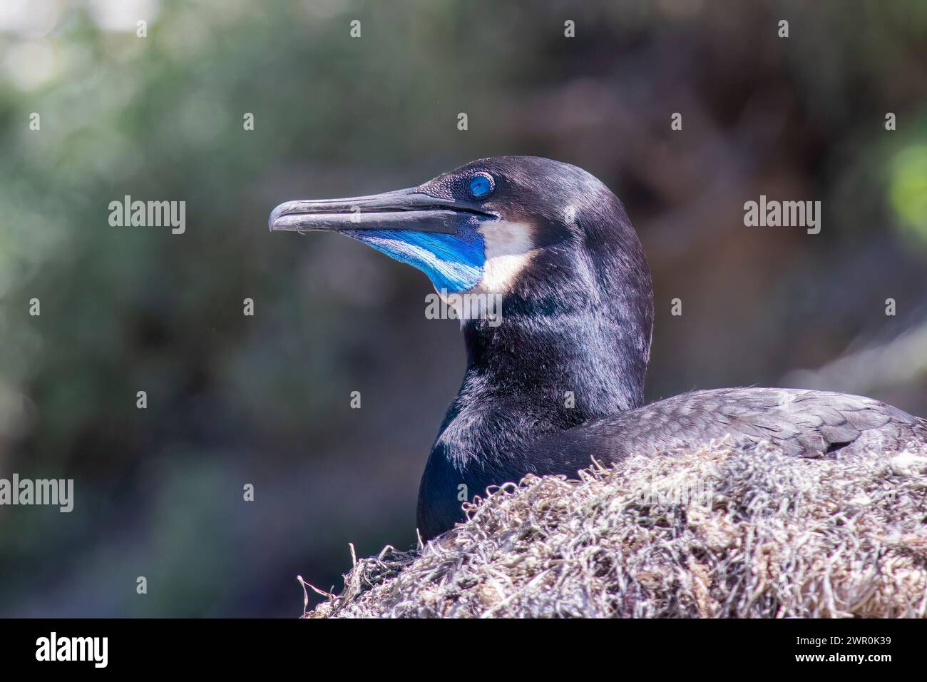 Single adult Brandts Cormorant sits on nest side profile showing vivid ...