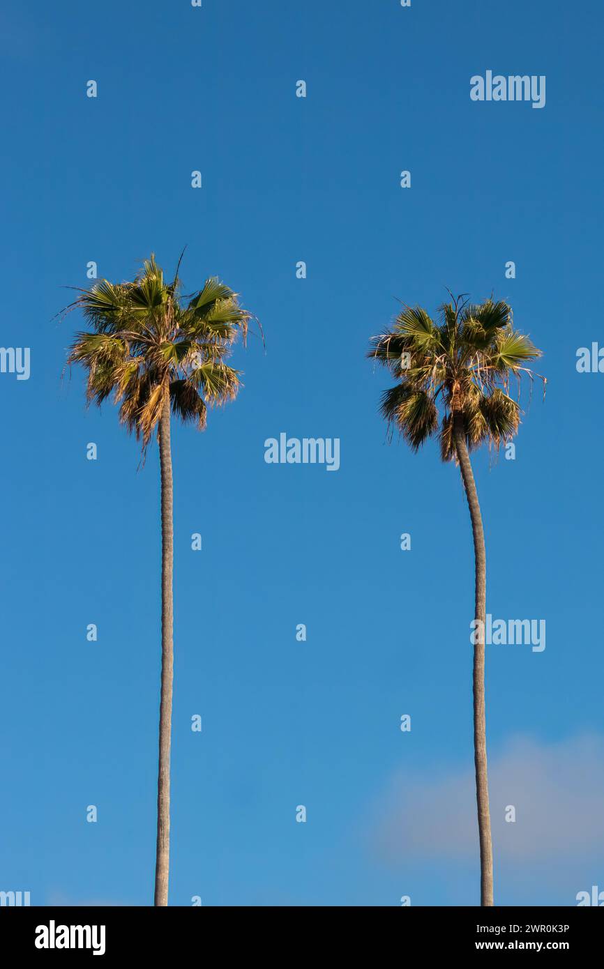 two tall vertical skinny trunk palm trees set against clear blue sky in ...