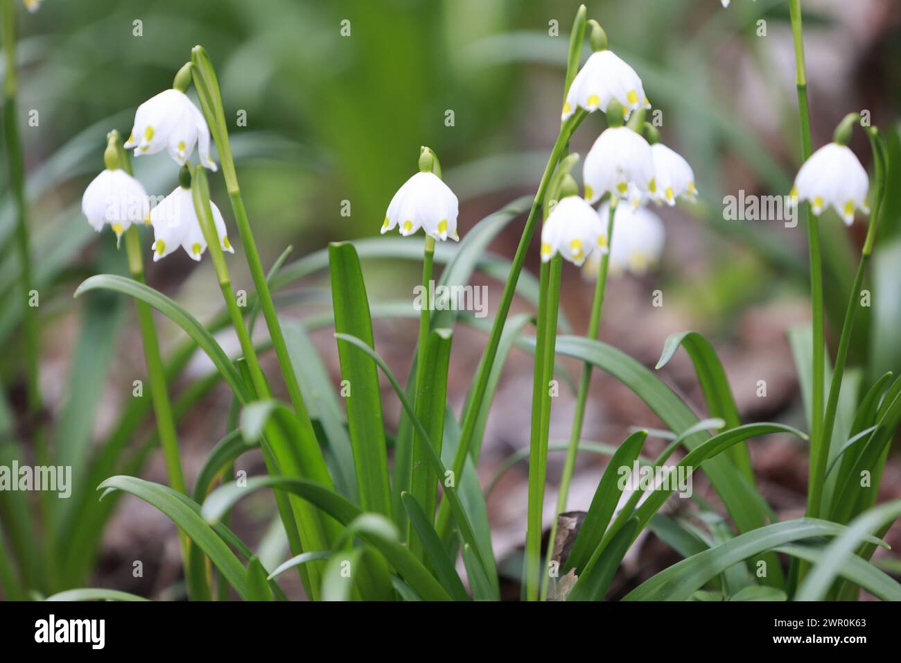 10 March 2024, Saxony-Anhalt, Ballenstedt: Spring snowflakes bloom in the "Gegensteine ...