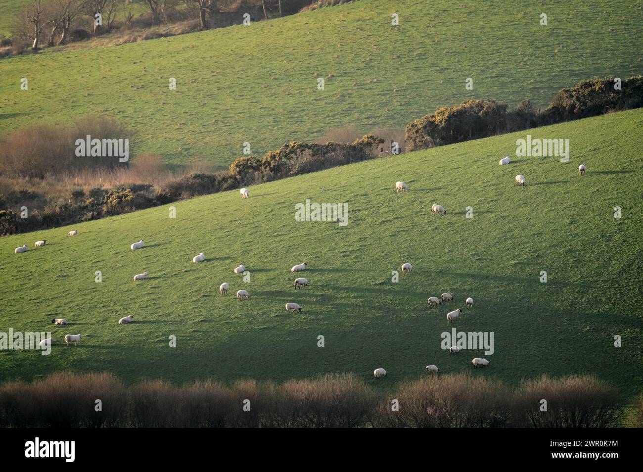 Sheep spread around a Northern Irish pasture/field, with hedgerows; low ...