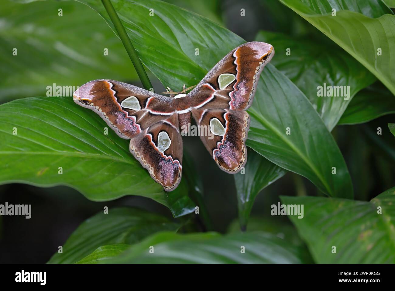 Top view on a beautiful Giant Atlas Moth is resting on the dark green ...