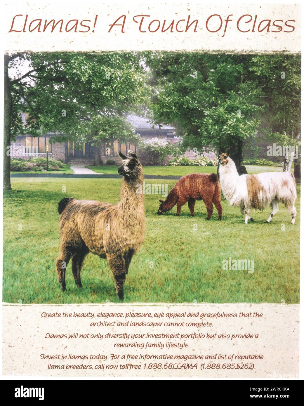 Lama breeding Cut Out Stock Images & Pictures - Alamy