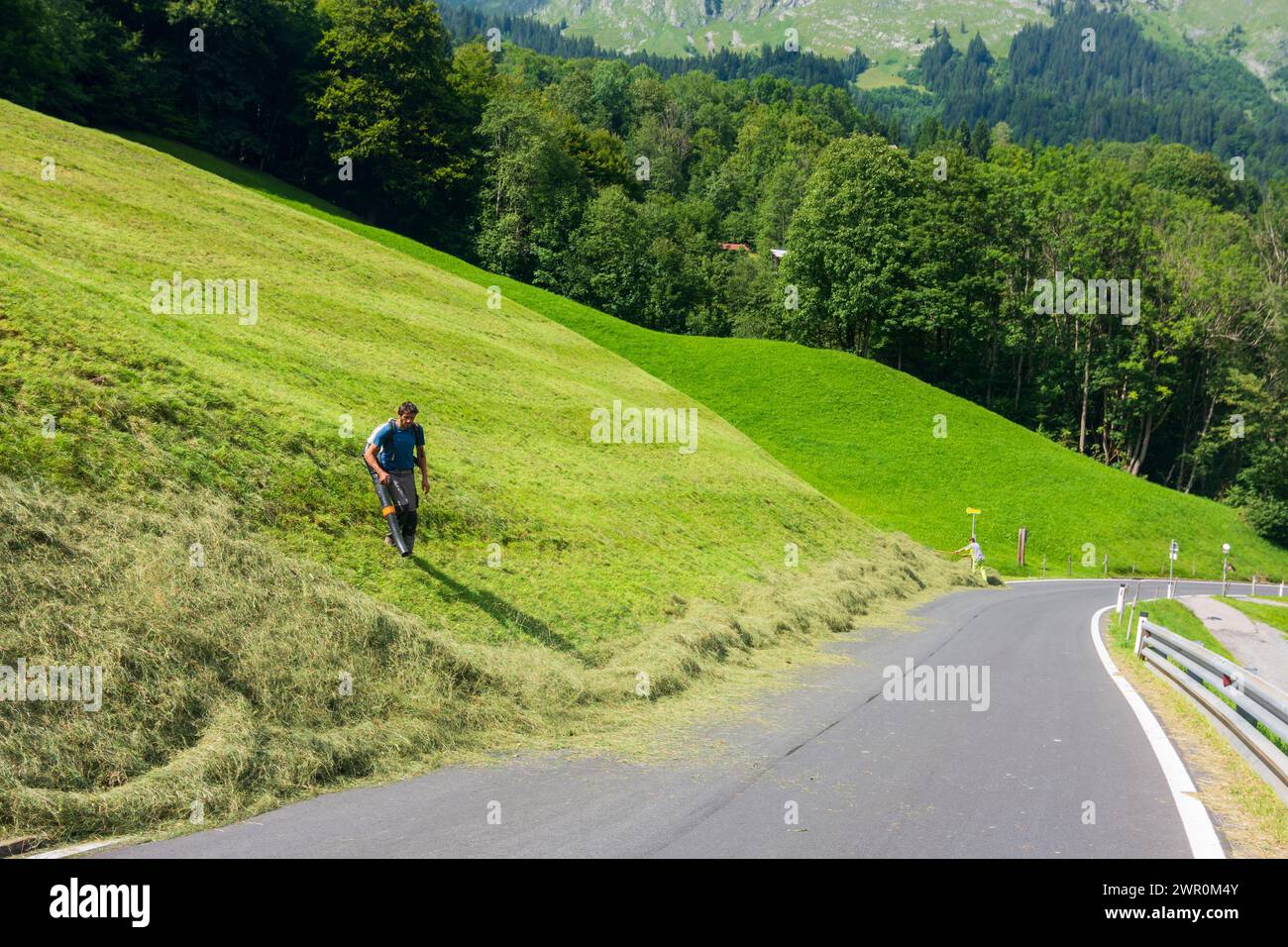 Au: haymaking in the Alps, steep slope in Bregenzerwald (Bregenz Forest ...