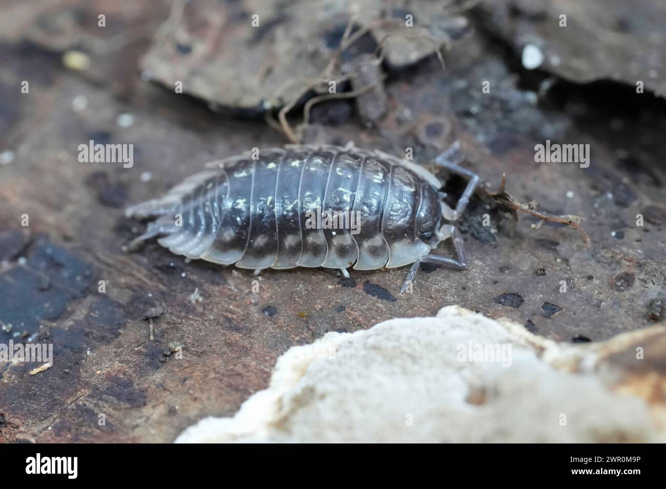 Detailed closeup on the European Common shiny woodlice, Oniscus asellus ...
