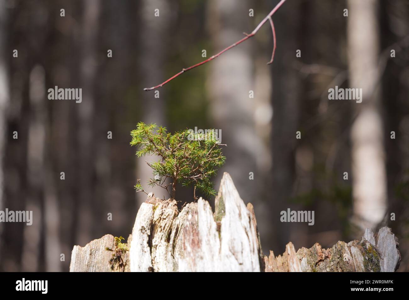 Growing tree stump hi-res stock photography and images - Alamy