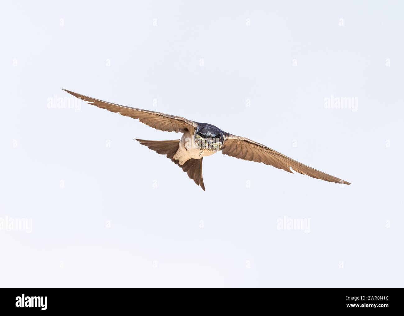 western house martin in flight with beak full of captured insects Stock ...