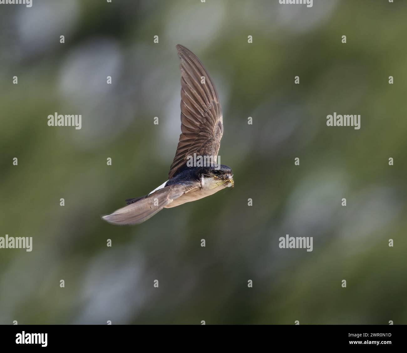 western house martin in flight with beak full of captured insects Stock ...