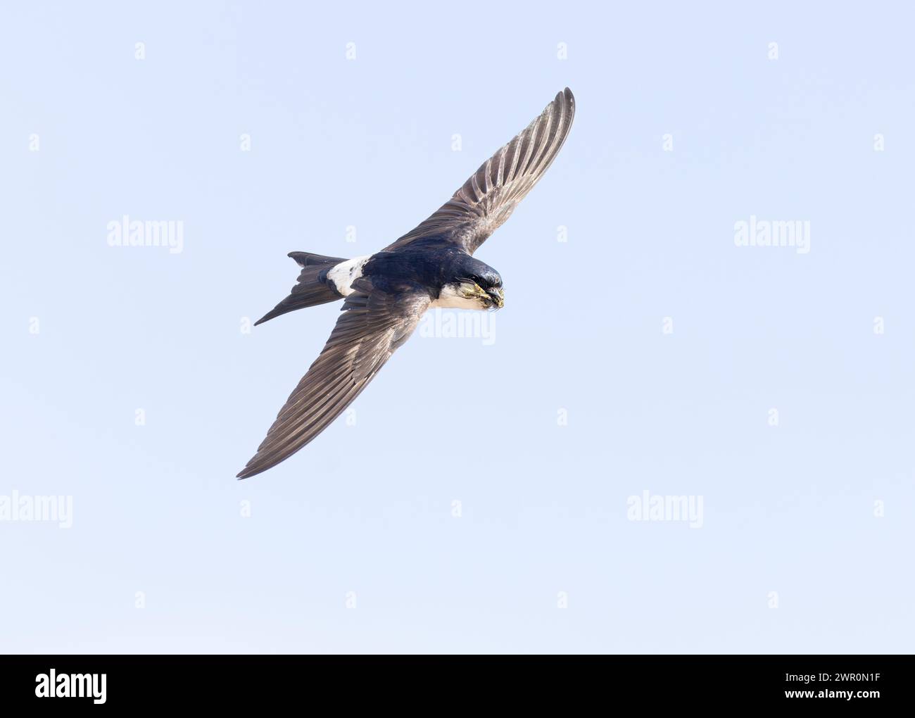 western house martin in flight with beak full of captured insects Stock ...