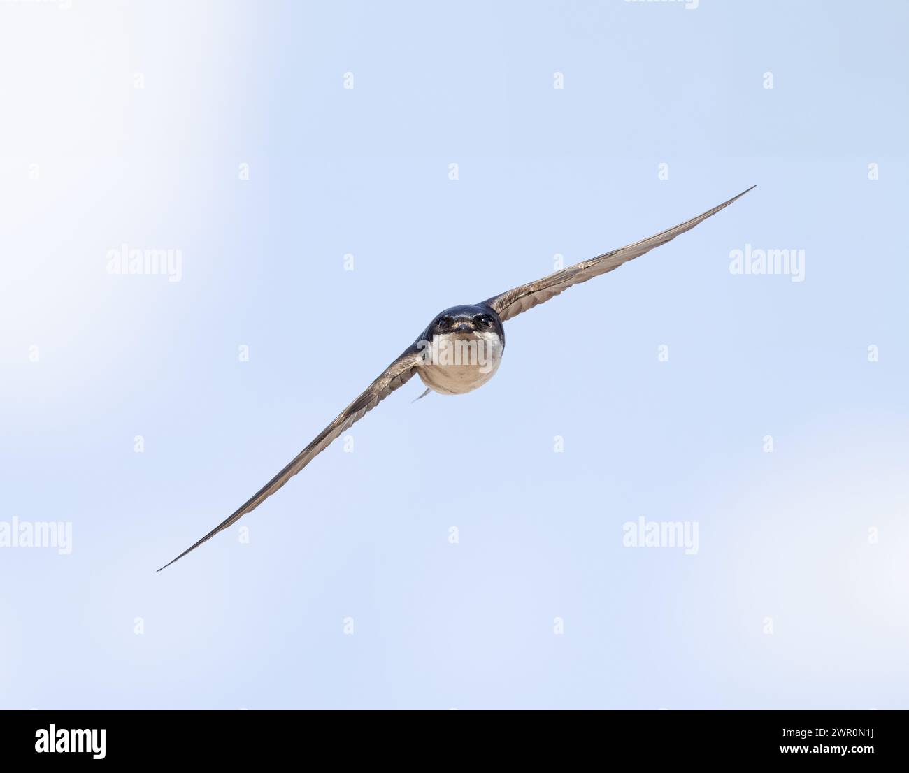 Common house martin western hi-res stock photography and images - Alamy