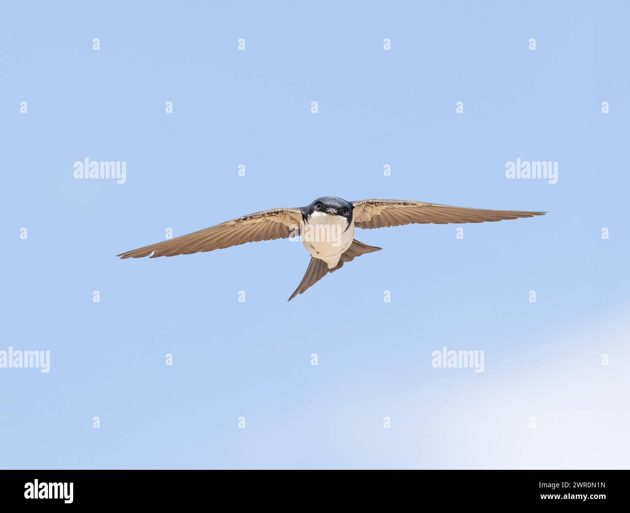 Common house martin western hi-res stock photography and images - Alamy