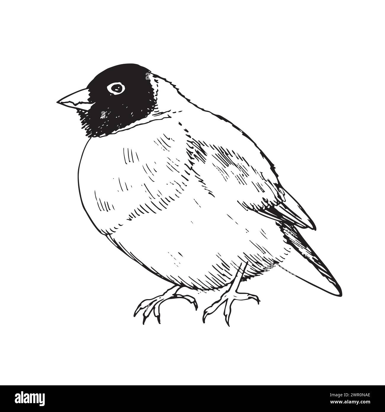 vector drawing bird, Gouldian finch, hand drawn songbird, isolated ...