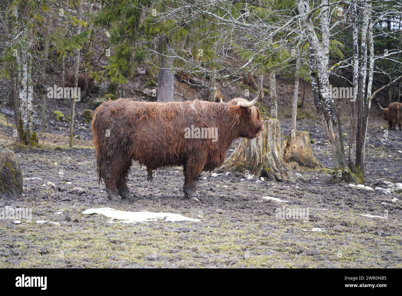 Wild cattle hi-res stock photography and images - Alamy