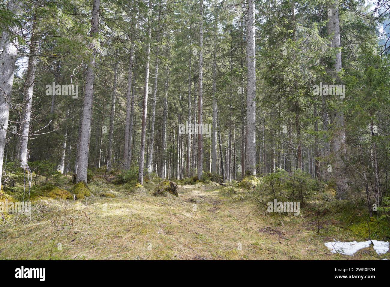 Forest of conifers hi-res stock photography and images - Alamy