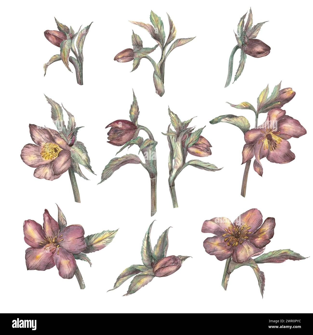 A set of spring flowers in watercolor, red hellebore isolated on a ...