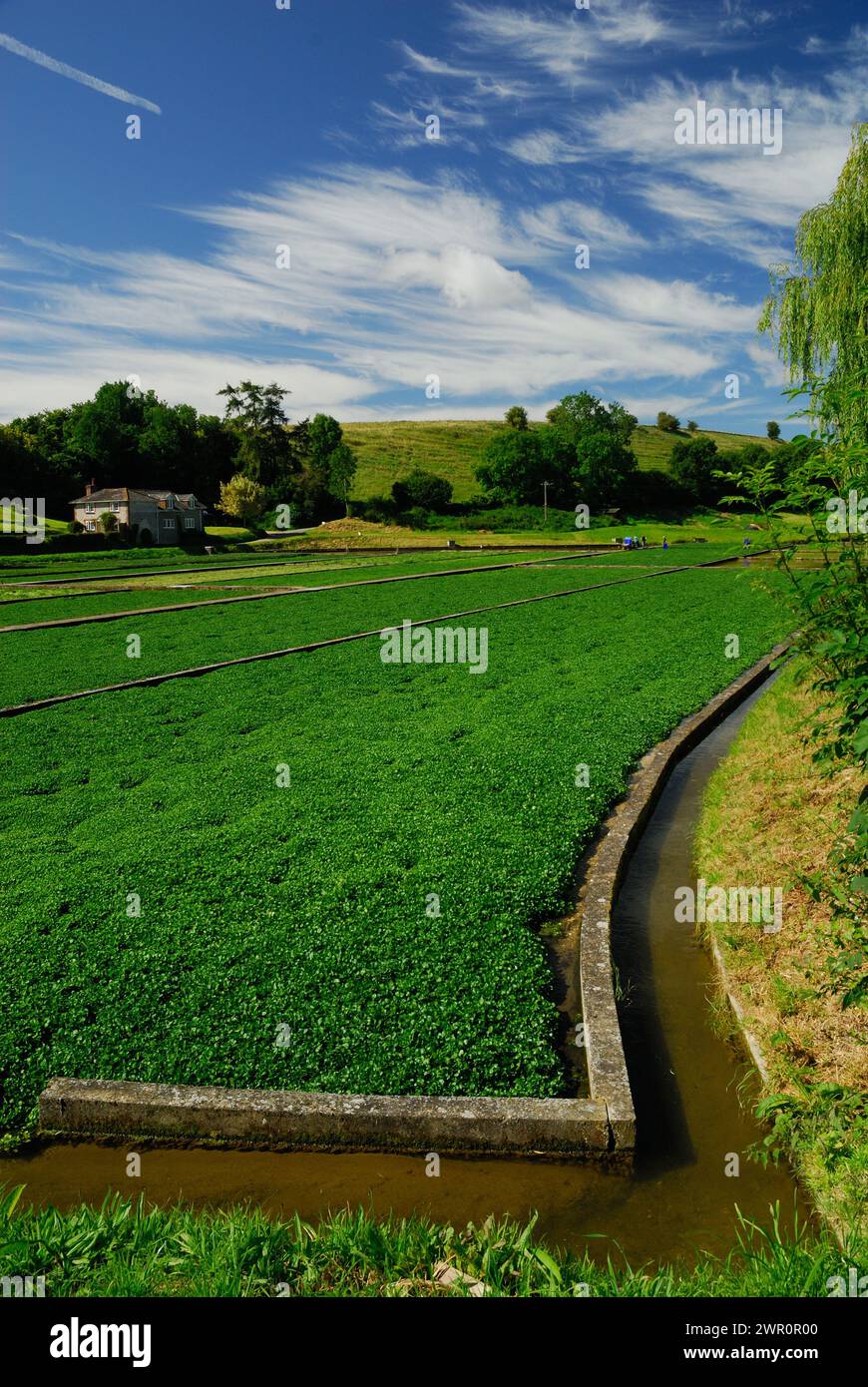 Watercress beds at Broad Chalke, South Wiltshire Stock Photo - Alamy