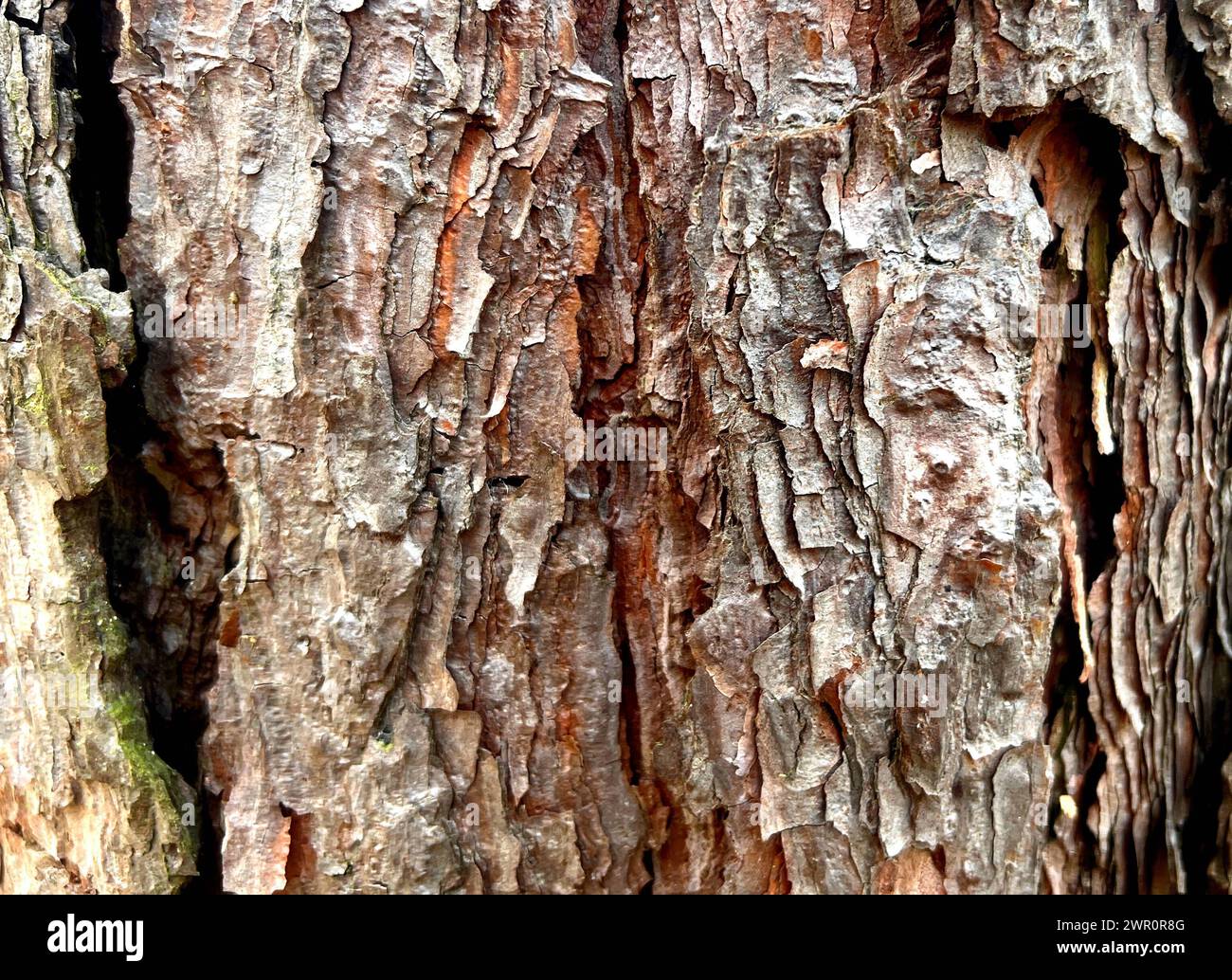 Baumrinde foto hi-res stock photography and images - Alamy