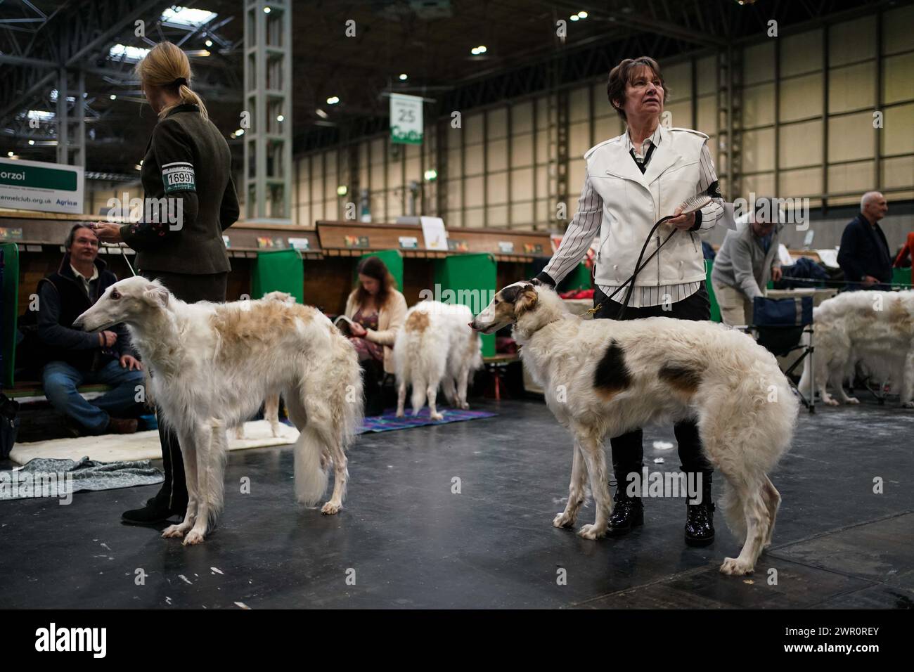 Handlers with their Borzoi on the final day of the Crufts Dog Show at ...