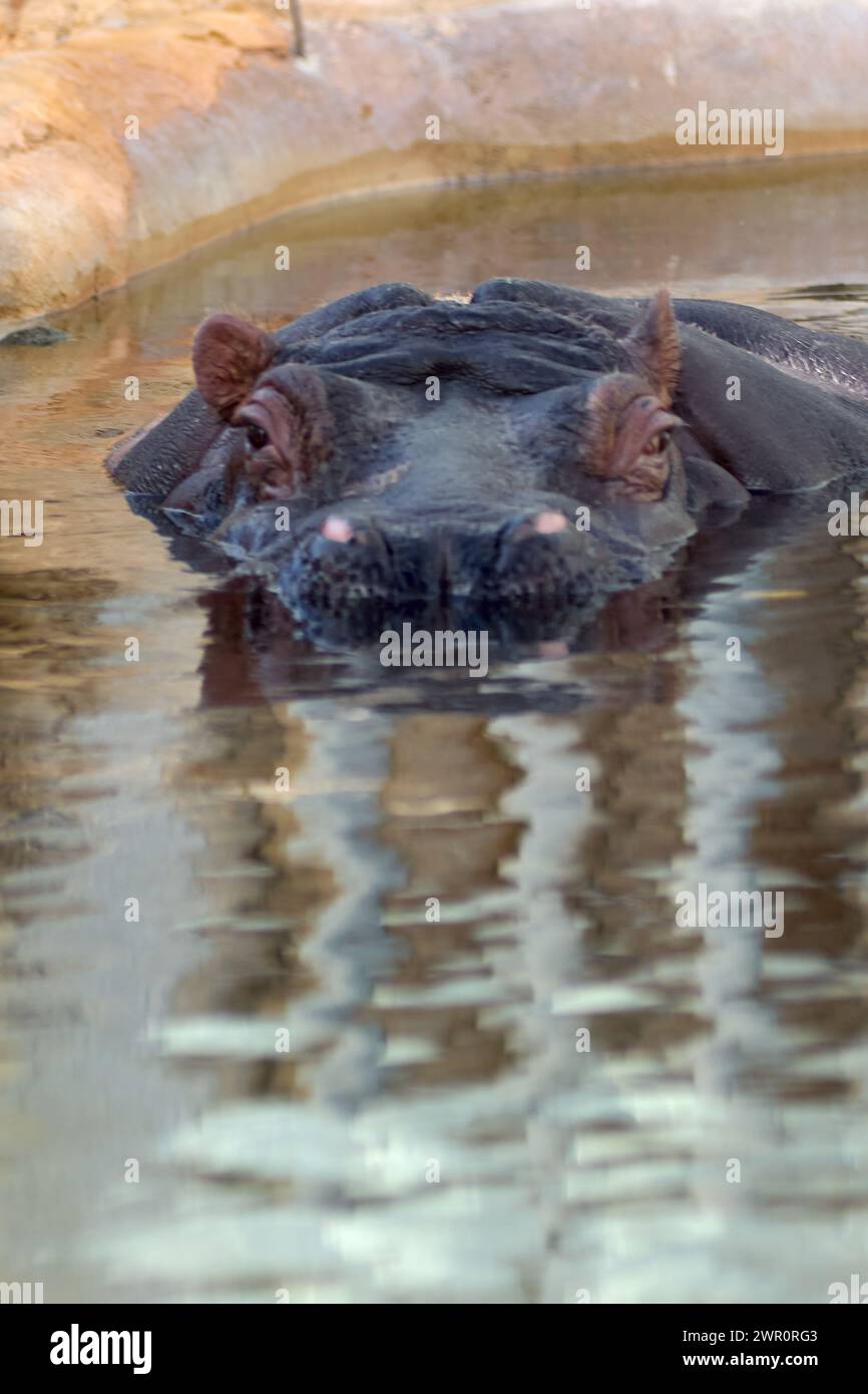 An adult hippopotamus partially emerges from the water, showing its ...