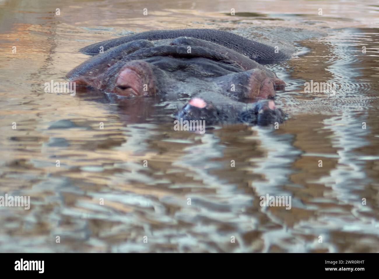 An adult hippopotamus partially emerges from the water, showing its ...