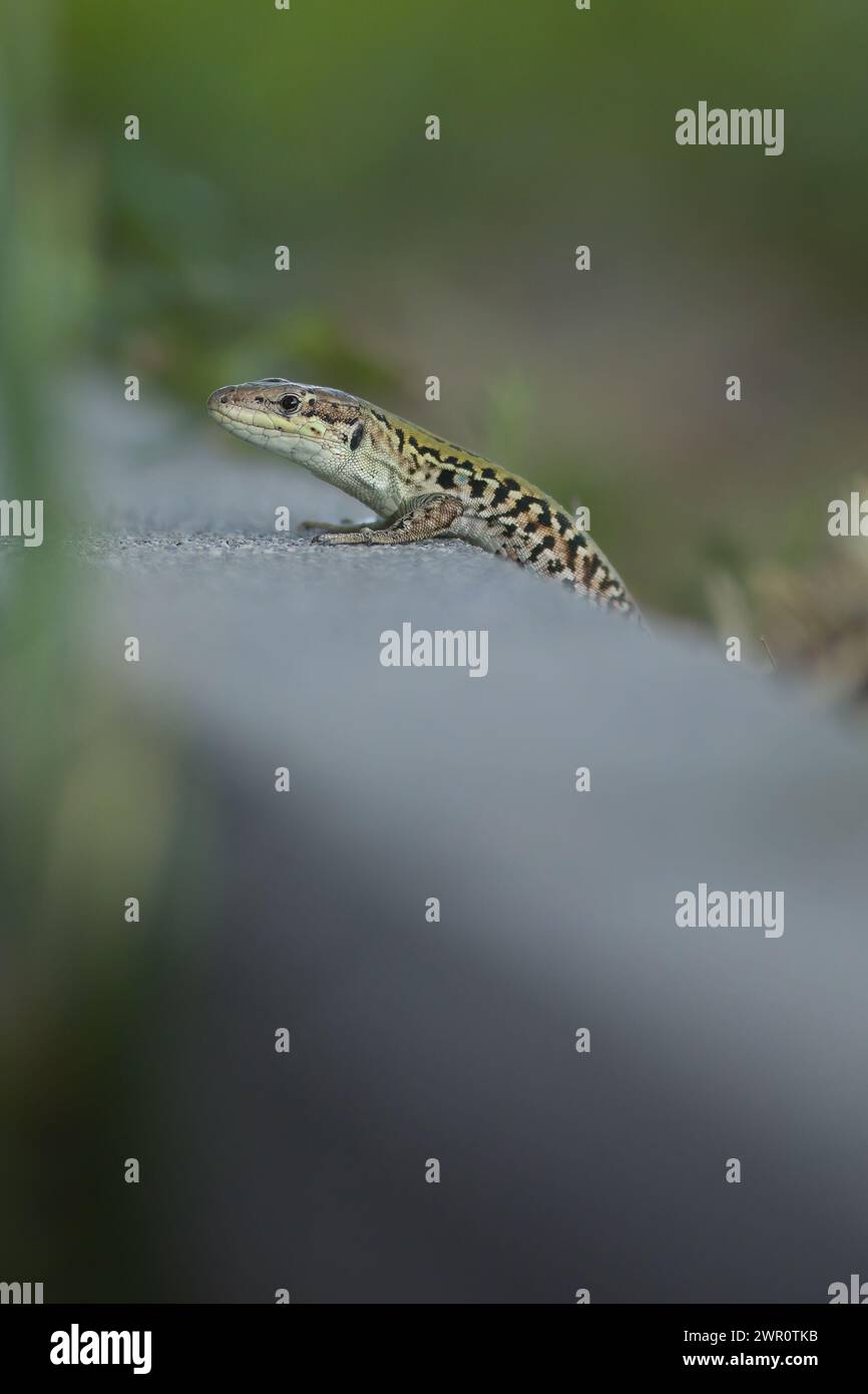 Lizard life cycle hi-res stock photography and images - Alamy