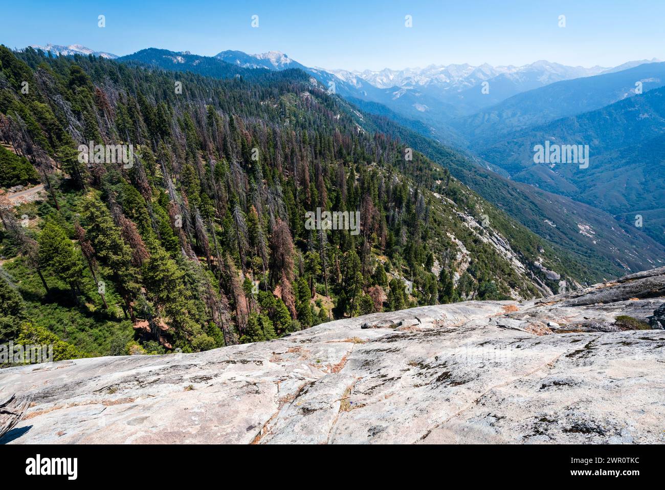Green giant seen from hi-res stock photography and images - Alamy