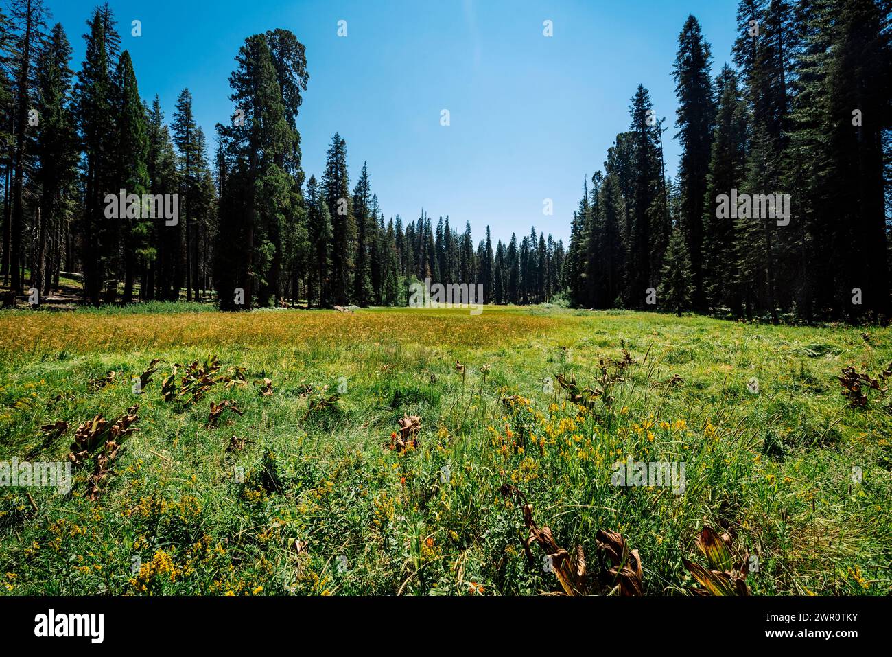 Natural wonders sequoia national park hi-res stock photography and ...