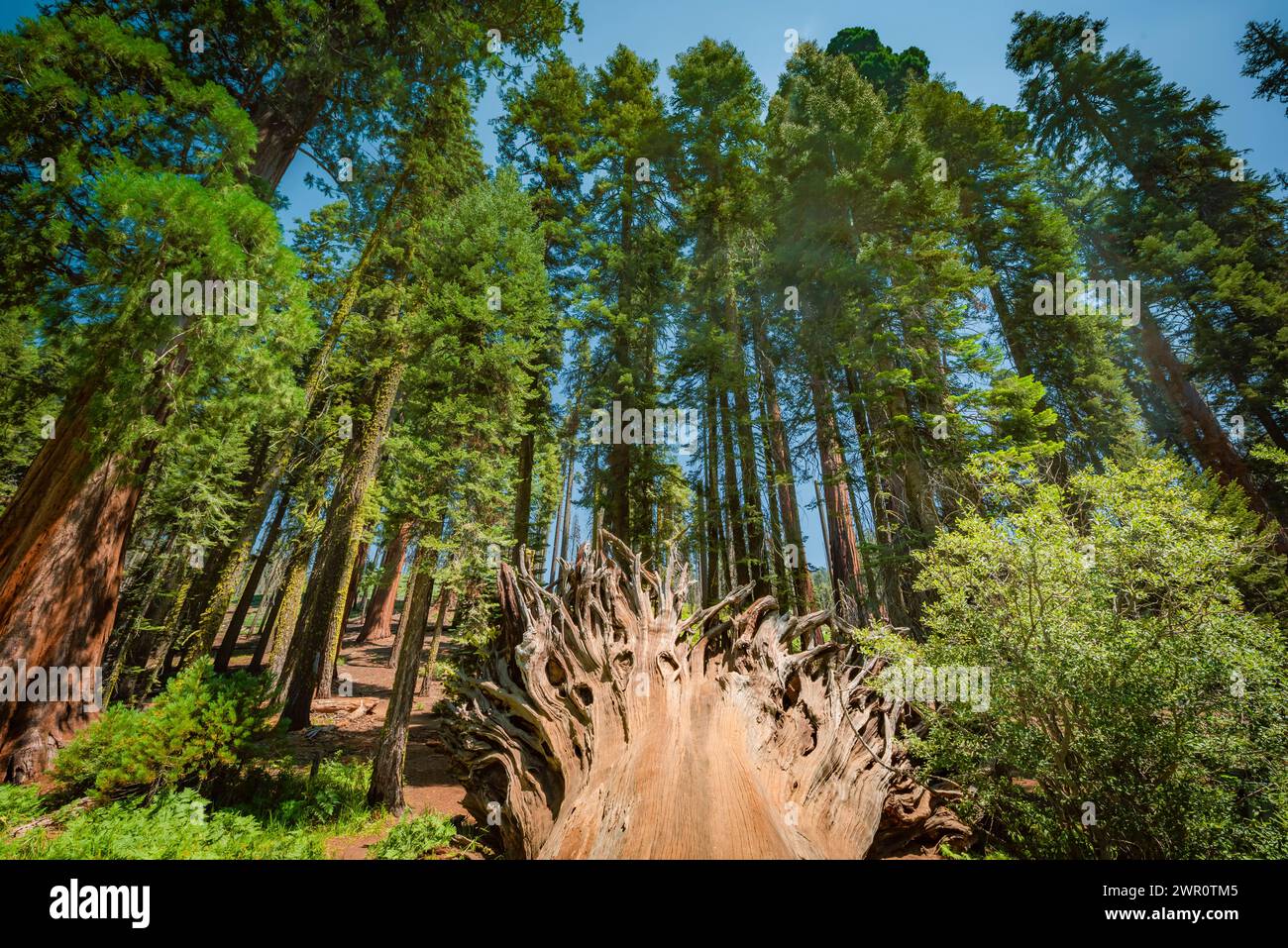 Roots of a sequoia log in front of standing ones Stock Photo - Alamy