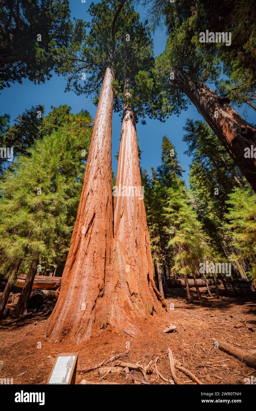 Twin trees in sequoia national park Stock Photo - Alamy