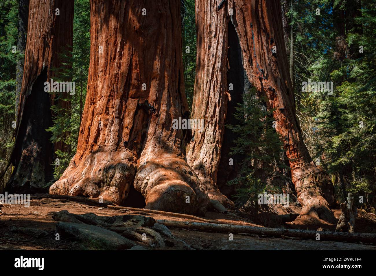 Foot like trunk of giant sequoias Stock Photo - Alamy