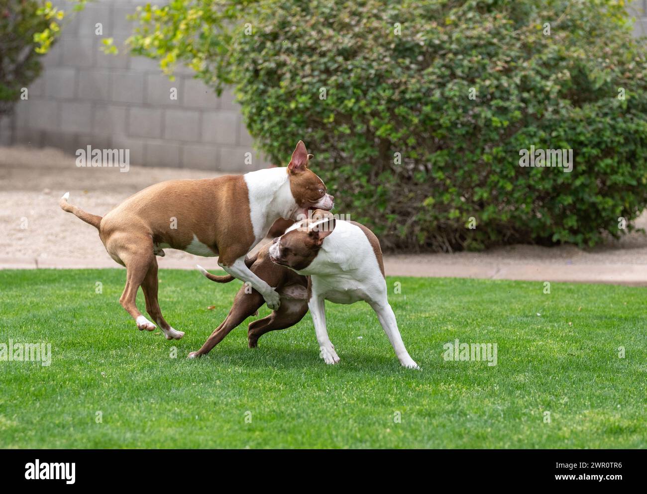 Rough housing hi-res stock photography and images - Alamy