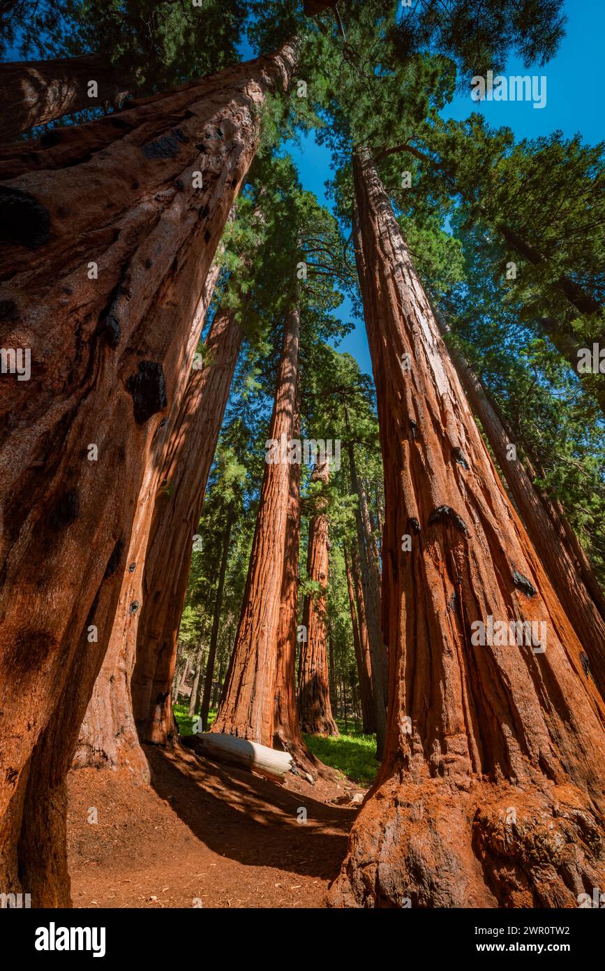 Path between giant trees in sequoia national park Stock Photo - Alamy