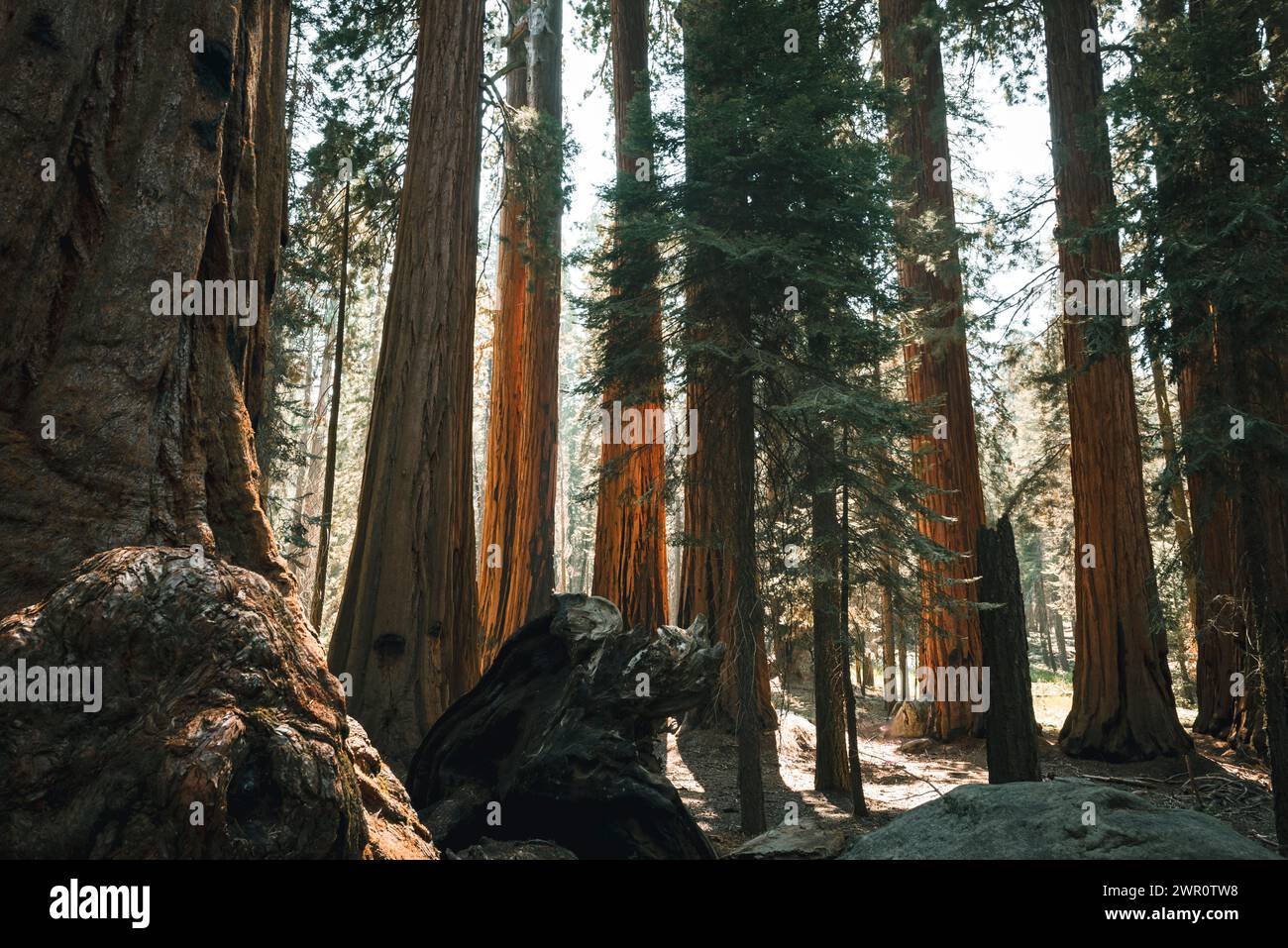 Tall big sequoias in hi-res stock photography and images - Alamy