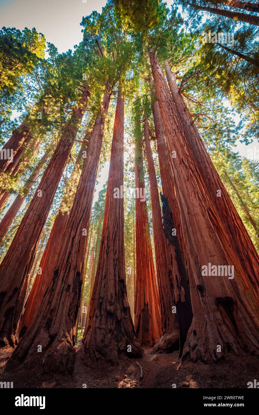 The senate group of trees in sequoia national park Stock Photo - Alamy