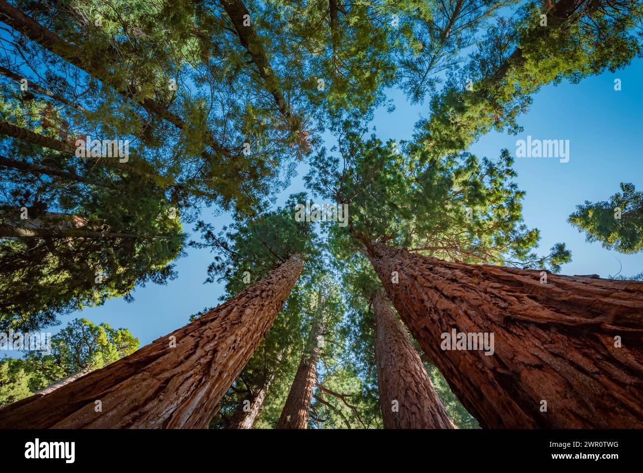 Giant sequoia photography hi-res stock photography and images - Alamy