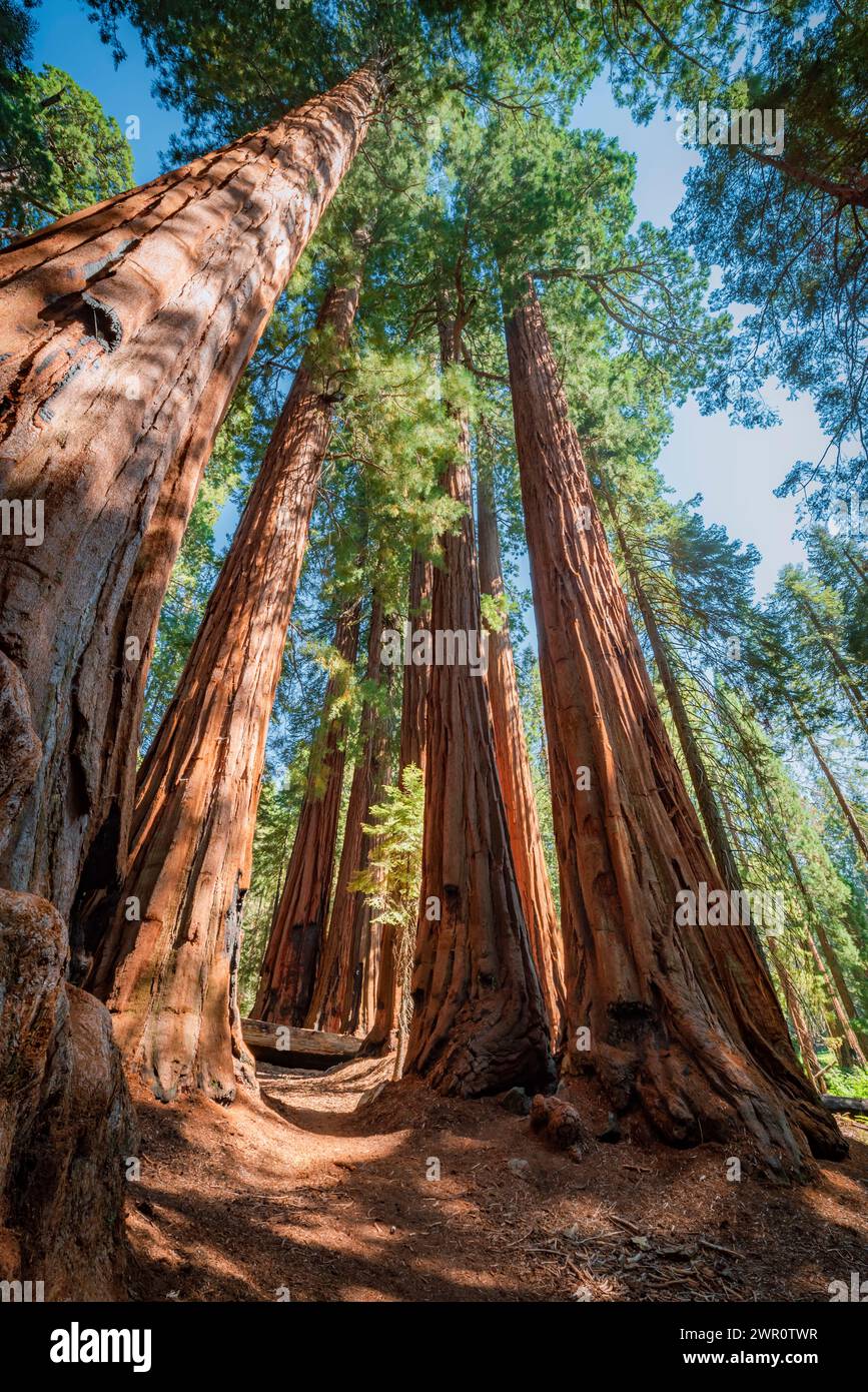 General sherman tree forest hi-res stock photography and images - Alamy