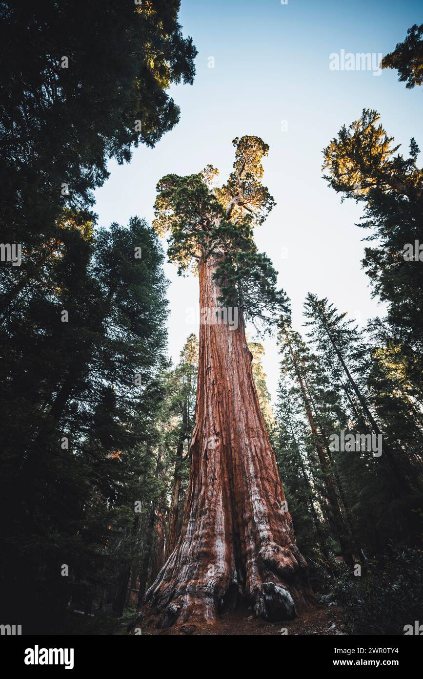 General grant tree in sequoia national park Stock Photo - Alamy