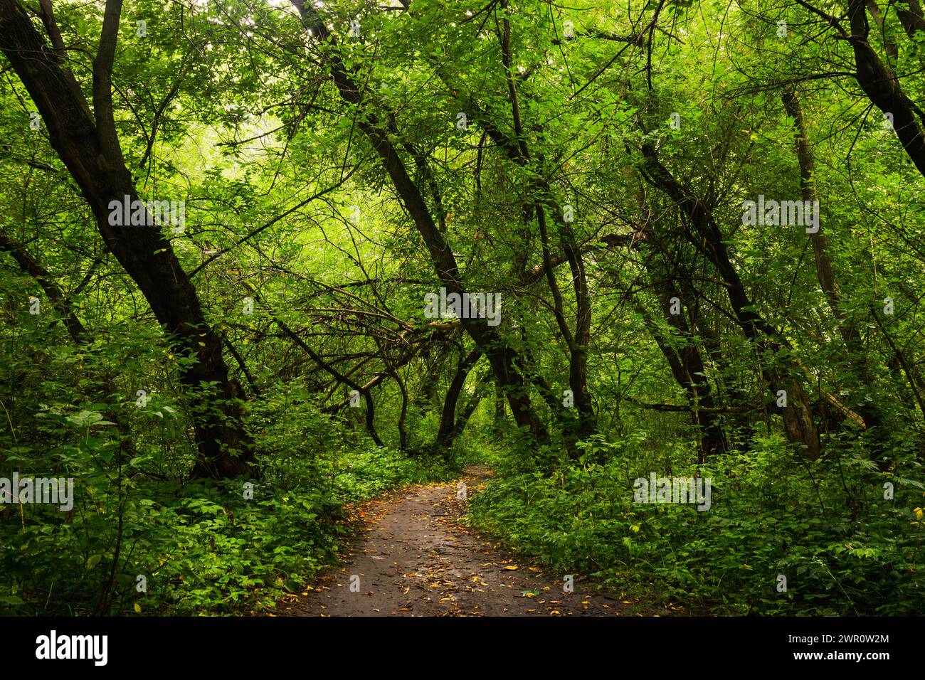 Pathway through beautiful summer forest with different trees. Summer ...