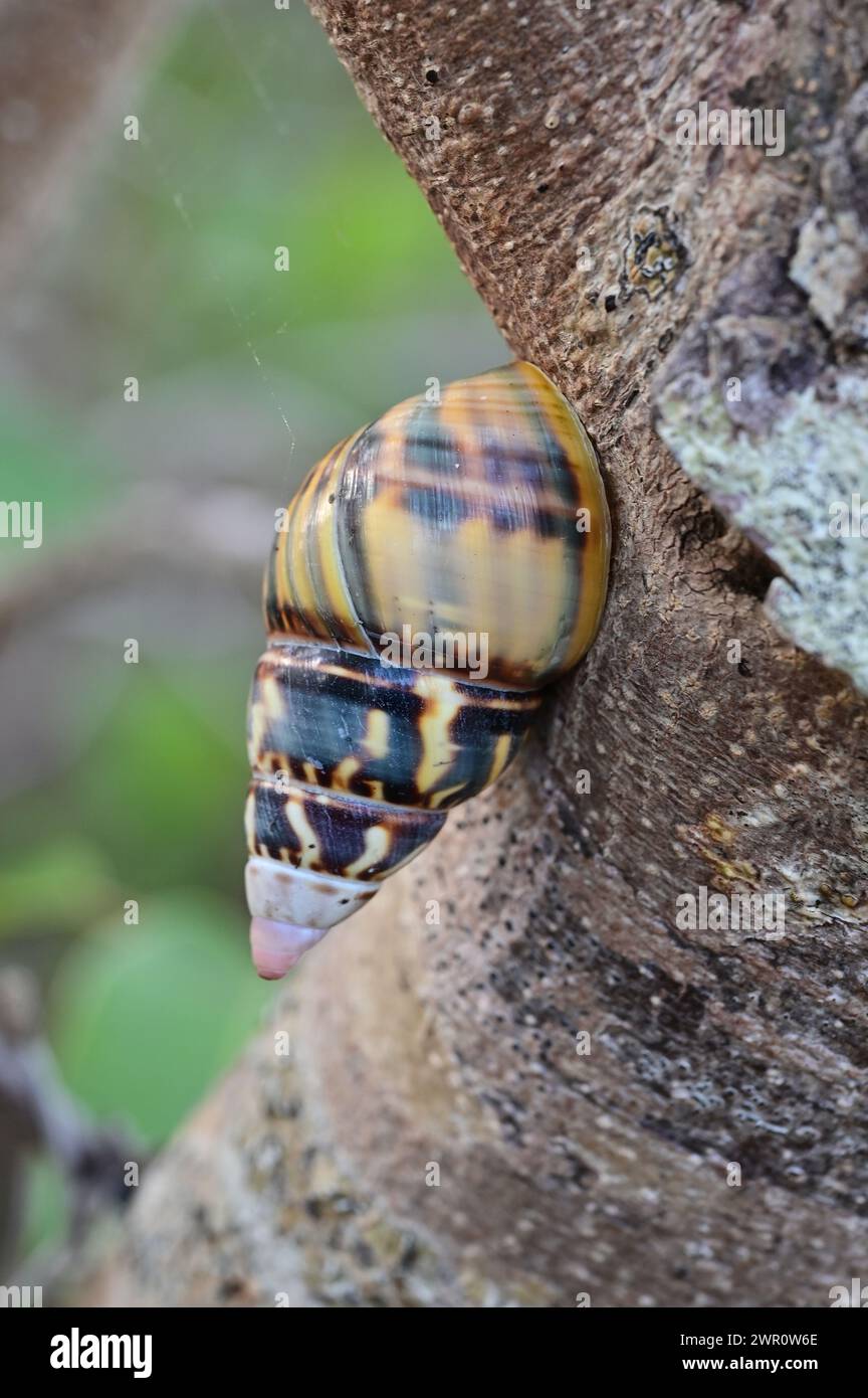 Florida Tree Snail - Liguus fasciatus - on Gumbo Limbo Tree in ...