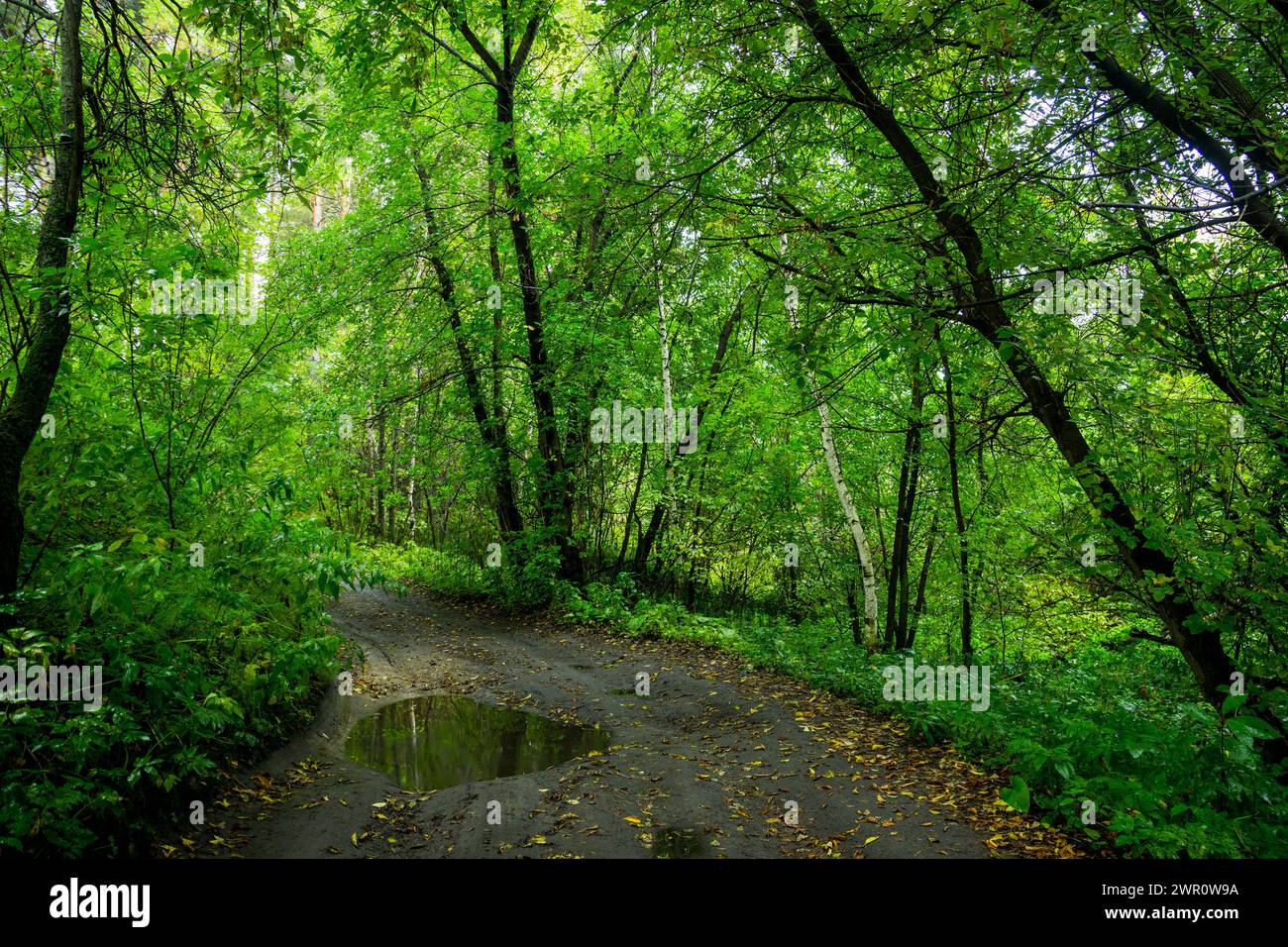 Pathway through beautiful summer forest with different trees. Summer ...