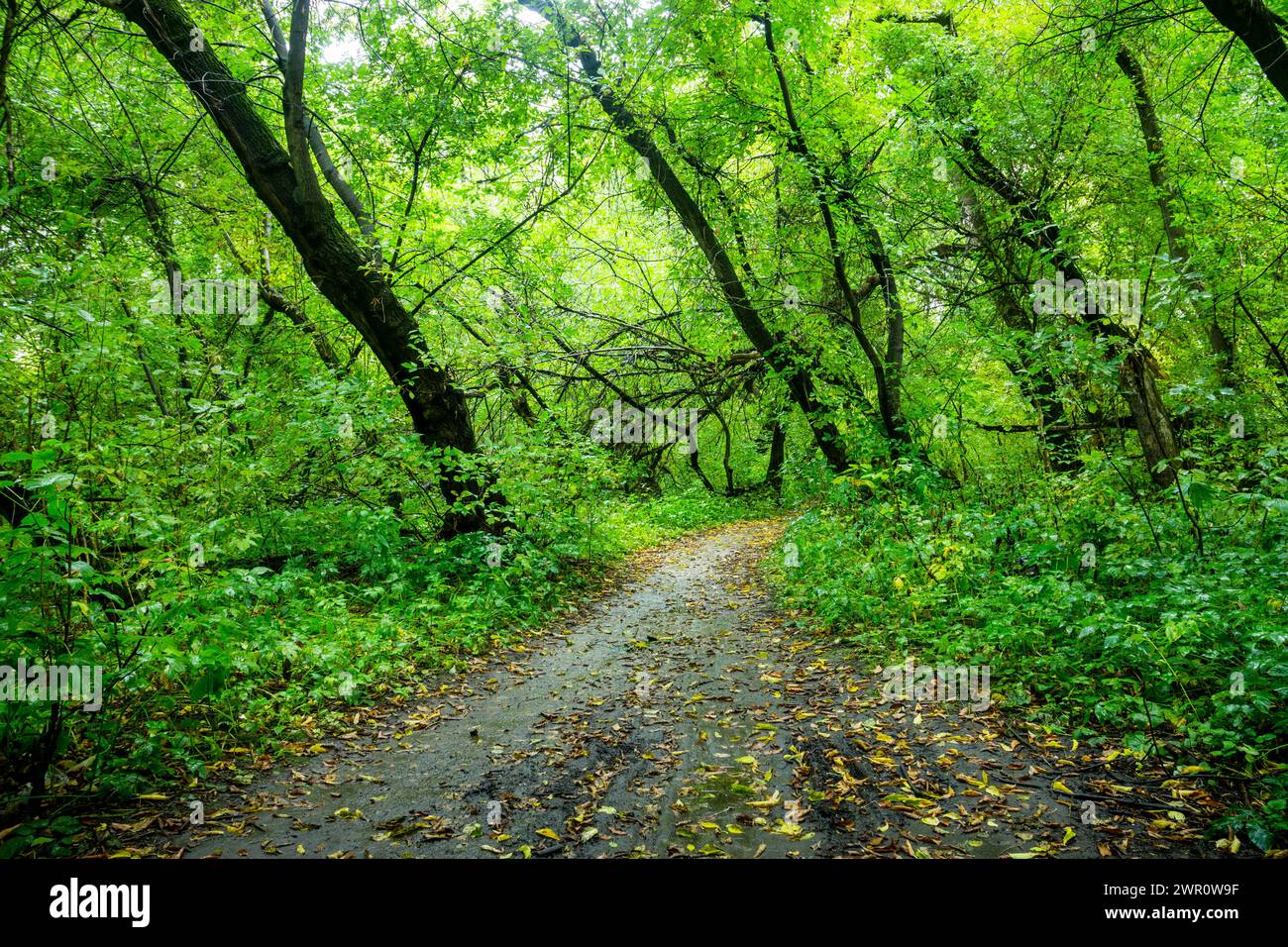 Pathway through beautiful summer forest with different trees. Summer ...