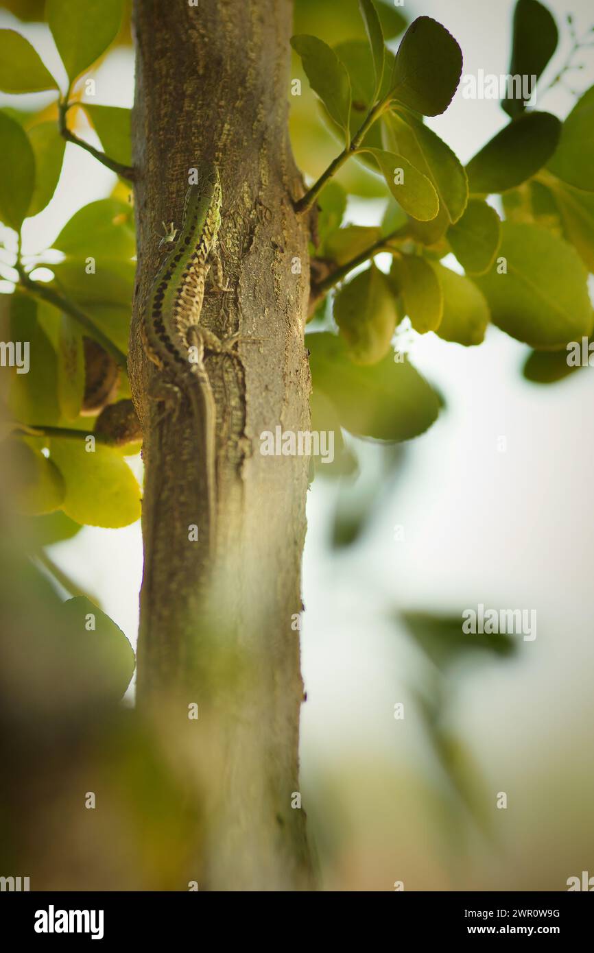 Lizard life cycle hi-res stock photography and images - Alamy