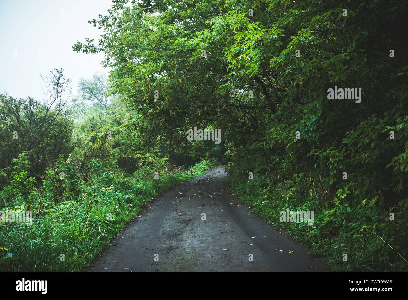 Pathway through beautiful summer forest with different trees. Summer ...