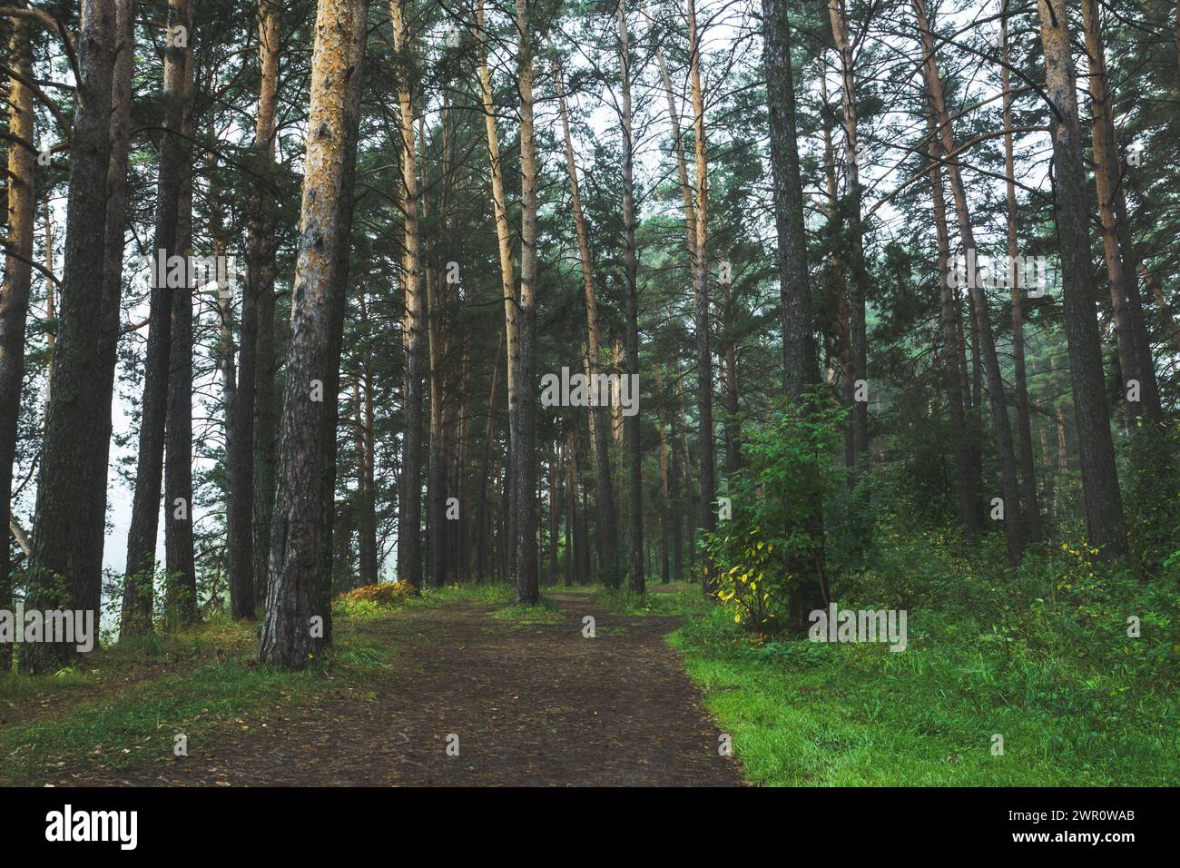 Pathway through beautiful summer forest with different trees. Summer ...