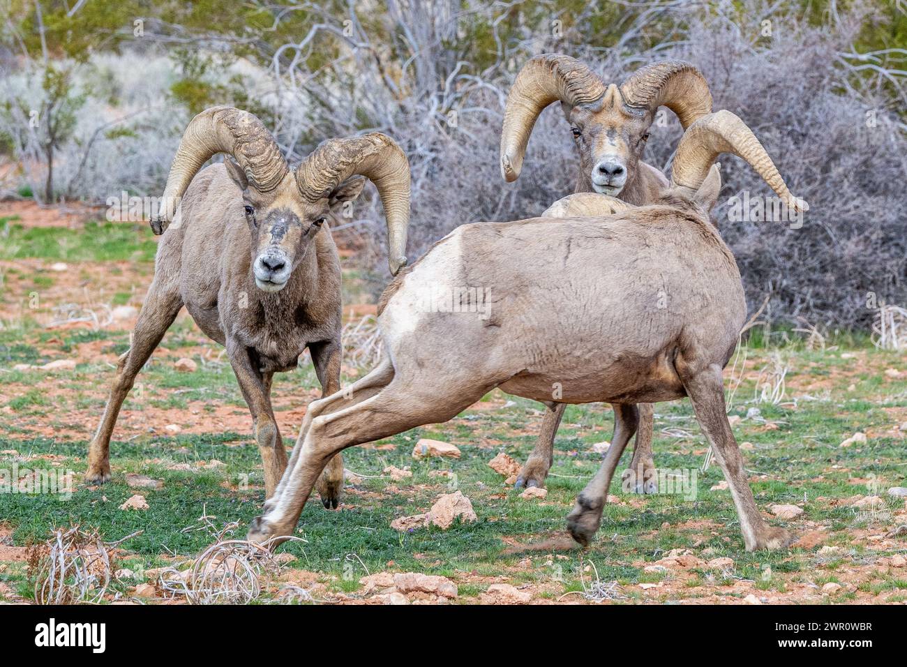 bighorn sheep battle - Mojave desert big horn rams in the Valley of ...