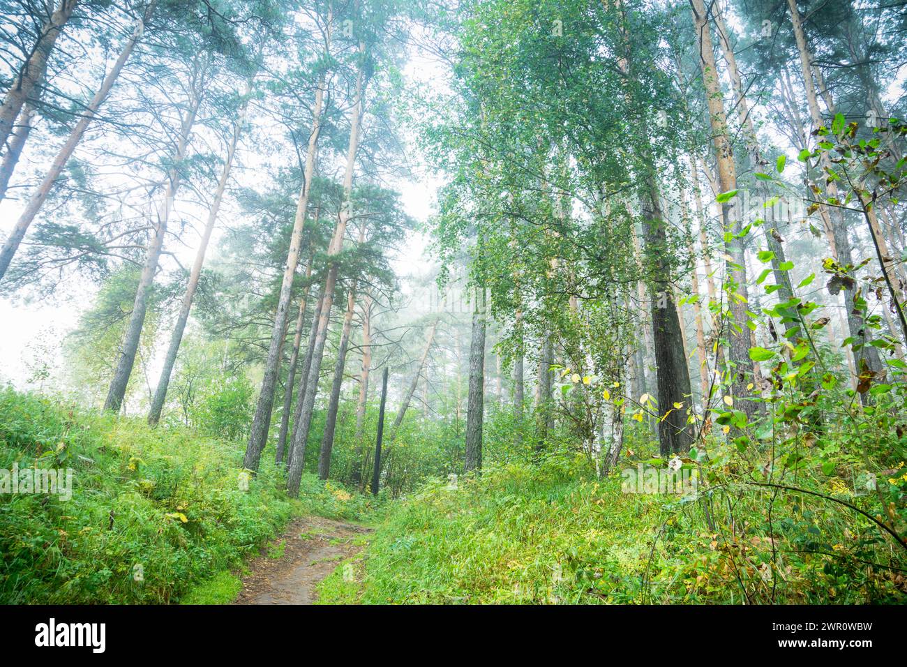 Pathway through beautiful summer forest with different trees. Summer ...
