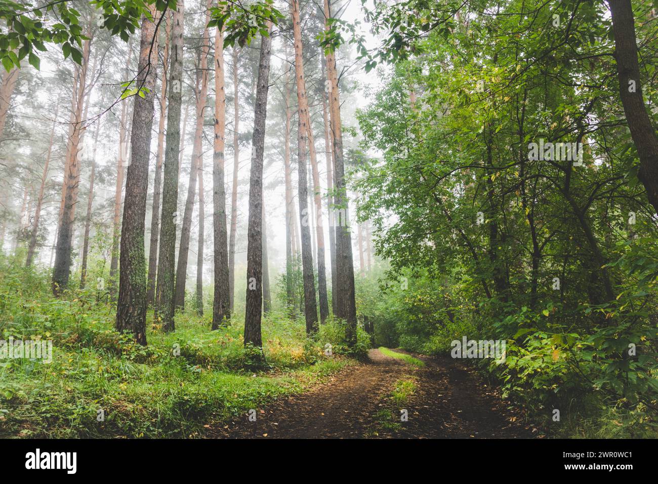 Pathway through beautiful summer forest with different trees. Summer ...